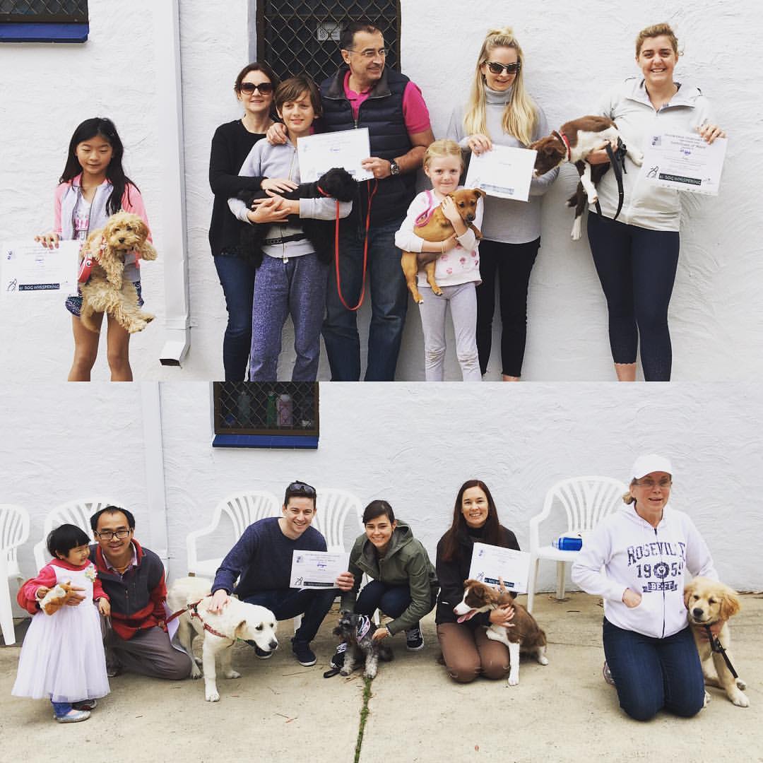 Puppy School - Swanbourne Vet Centre