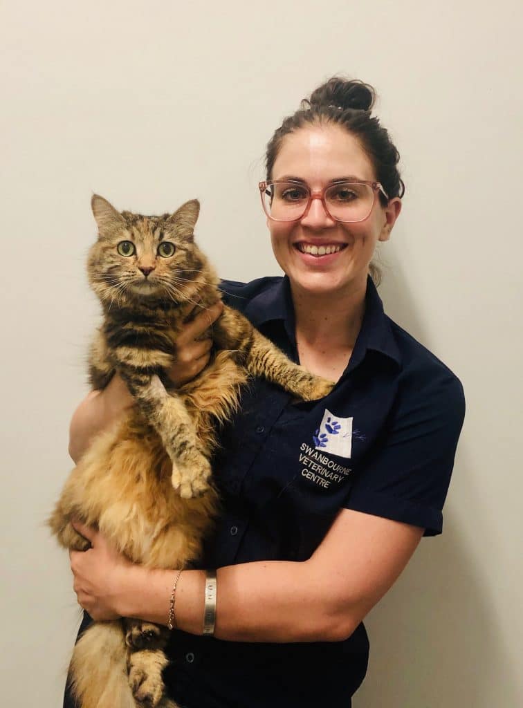 Brittany - Swanbourne Vet Centre